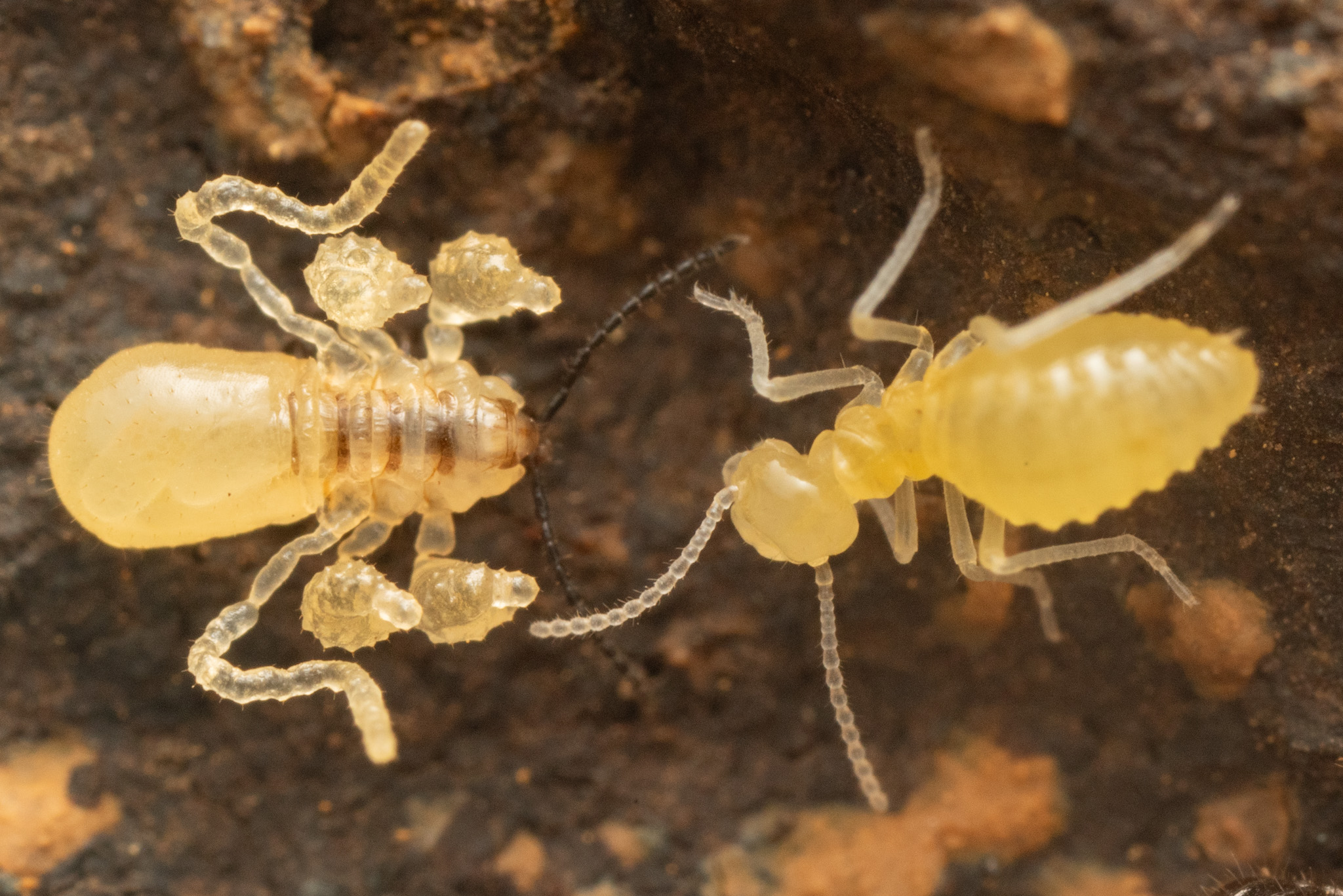 Aleocharinae | Insect Symbiosis Lab